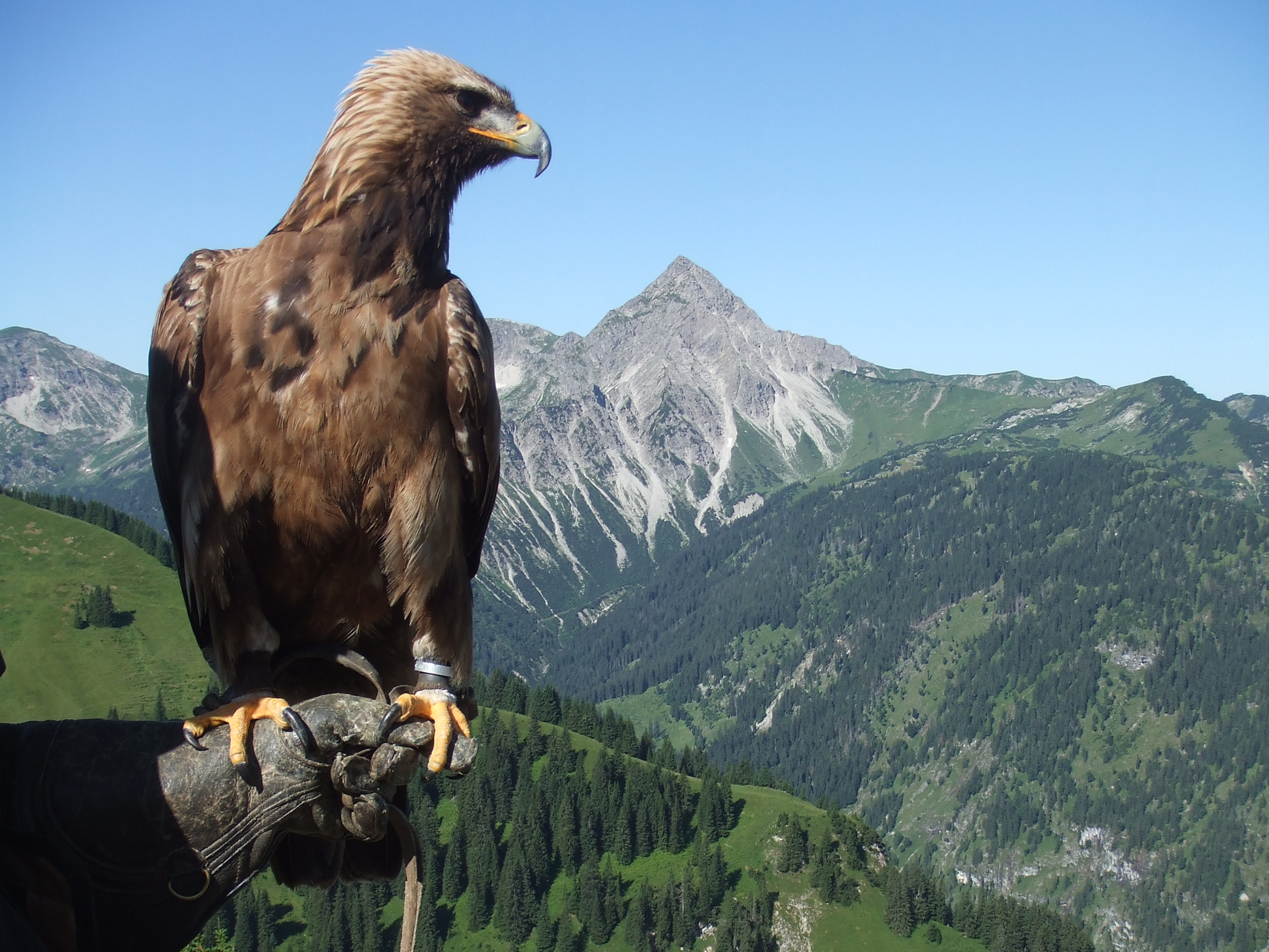 Adler-Geißhorn-Natur-und-Hotel-in-Tirol | Bald eagle, Animals, Eagle